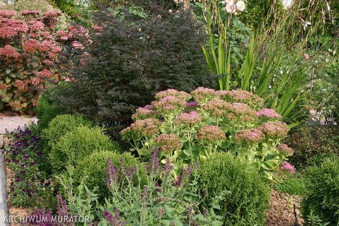 Kwiaty w ogrodzie. GALERIA ZDJĘĆ ogrodów tonących w kwiatach - Ogród ...